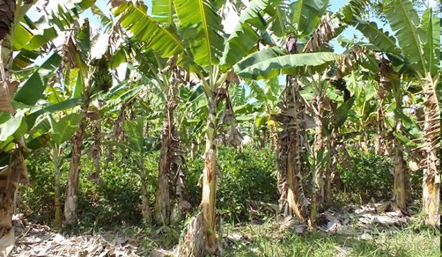 Bananeira orgânica é bom negócio para pequeno produtor – IAGRO
